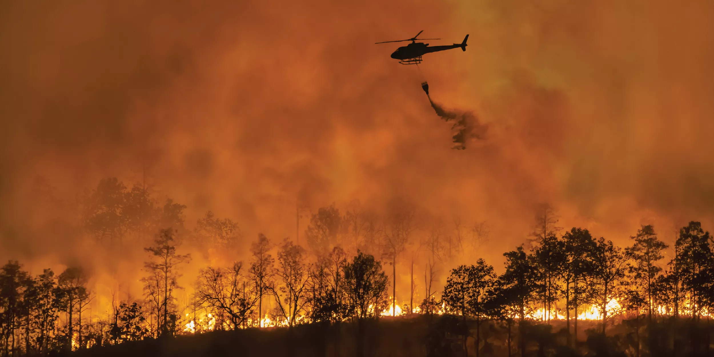 ไฟป่า ไฟที่เผามากกว่าป่า | MORRU